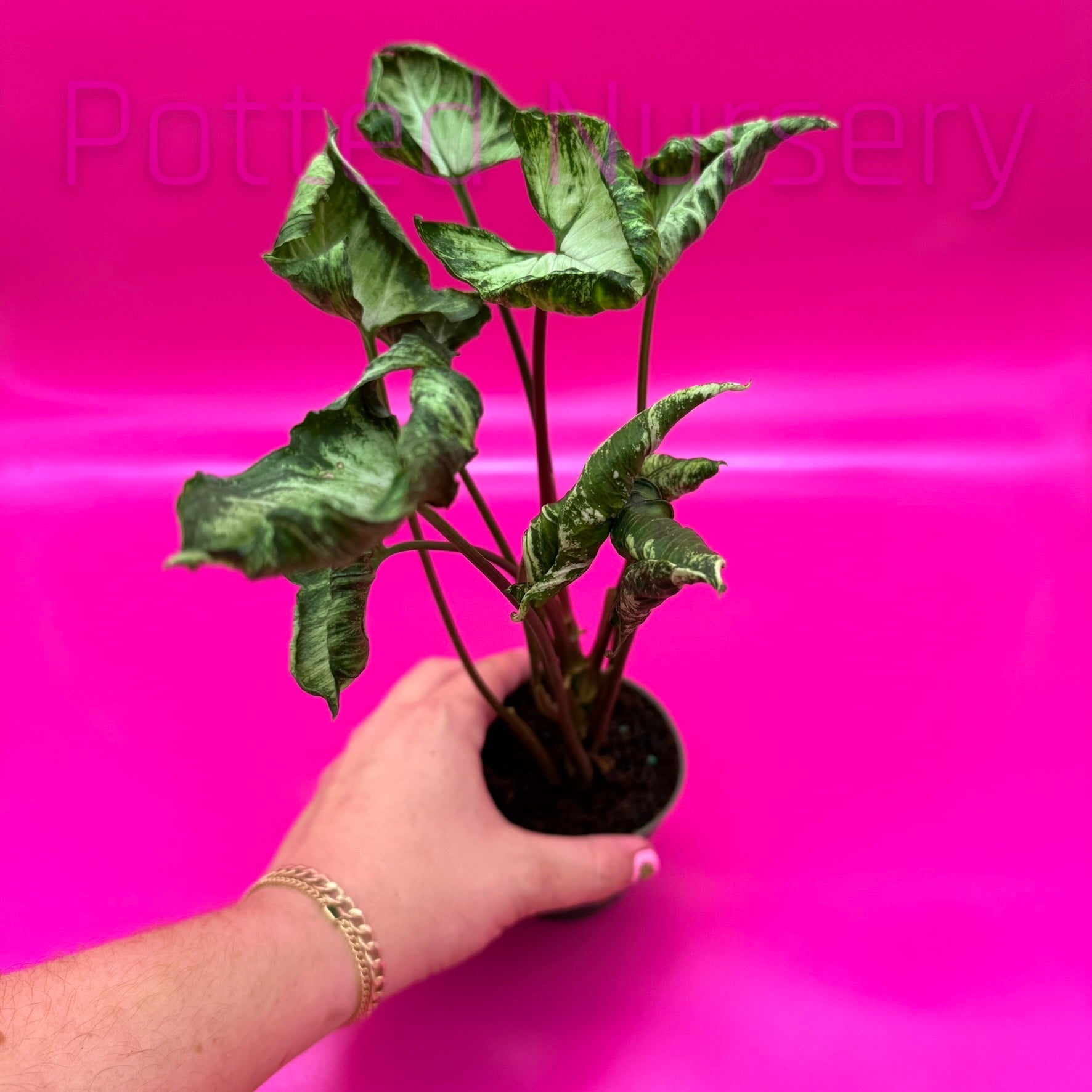 Syngonium- Godzilla | Potted Nursery